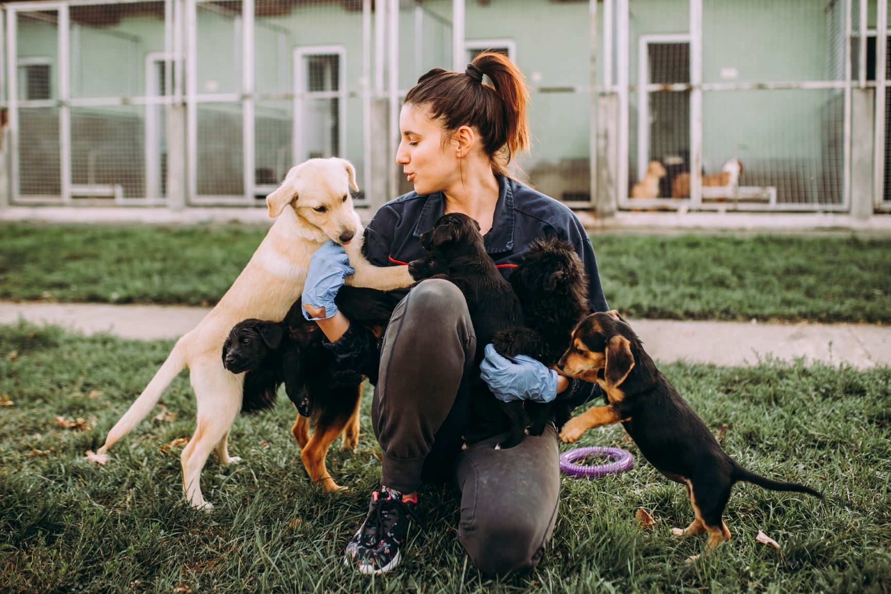 What Type Of Doggy Daycare Is Right For Your Dog Doggy Daycare MN